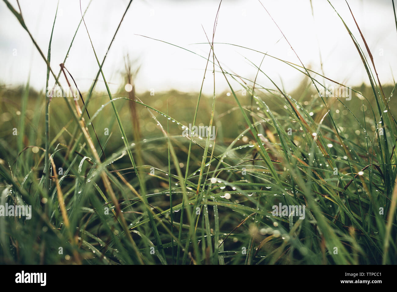 Wet grass field close up hi-res stock photography and images - Alamy