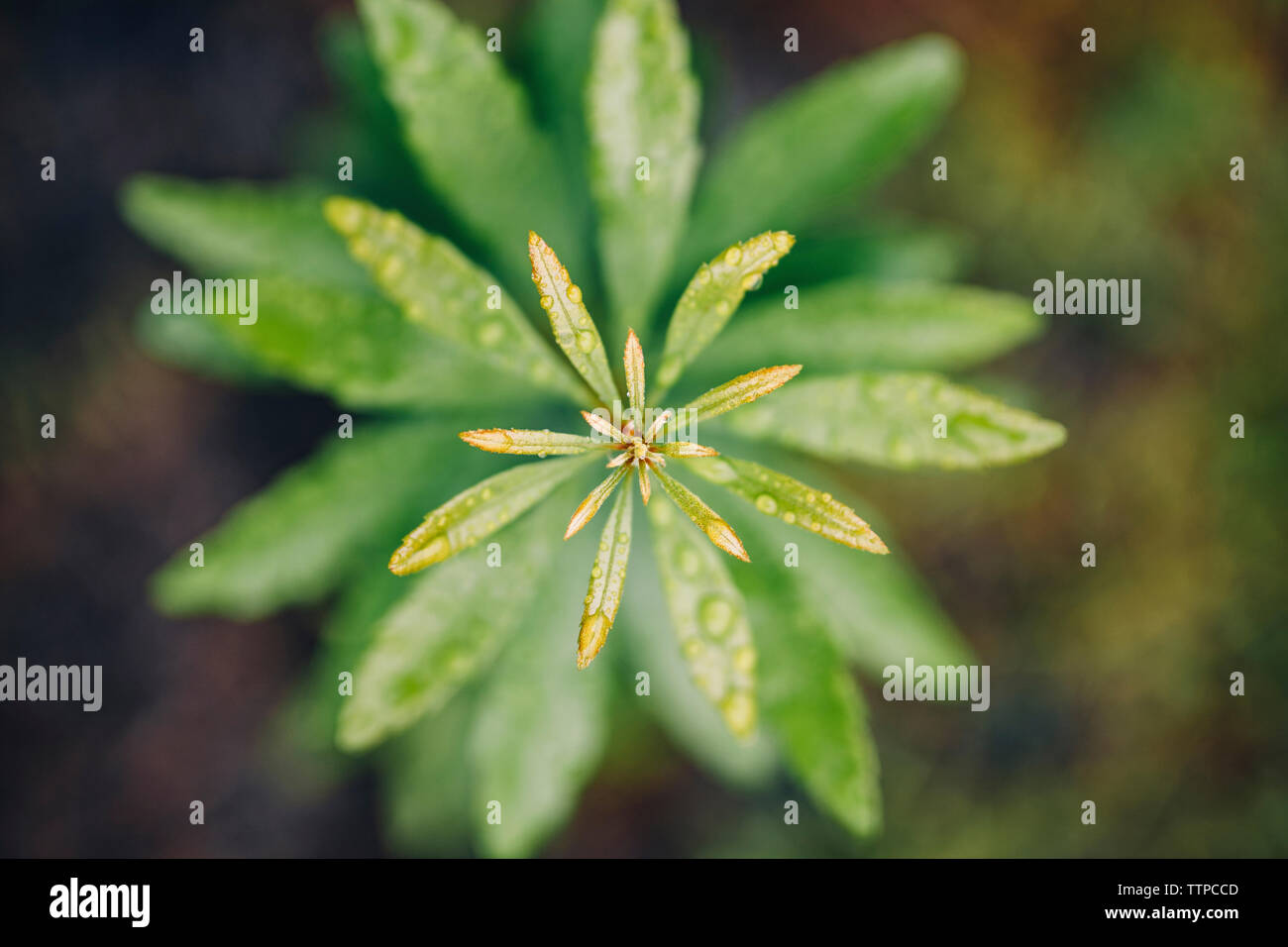 Overhead view of plant growing on field Stock Photo - Alamy