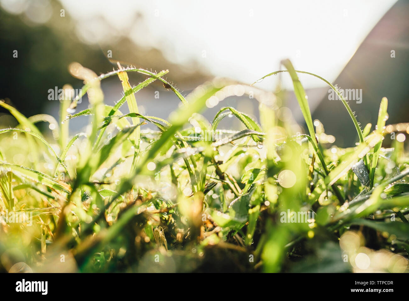 Close-up of wet grass growing on field Stock Photo - Alamy
