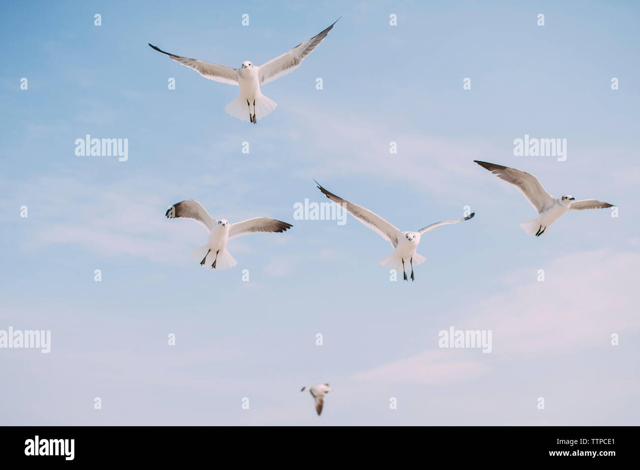 Low angle view of seagulls flying in sky Stock Photo - Alamy