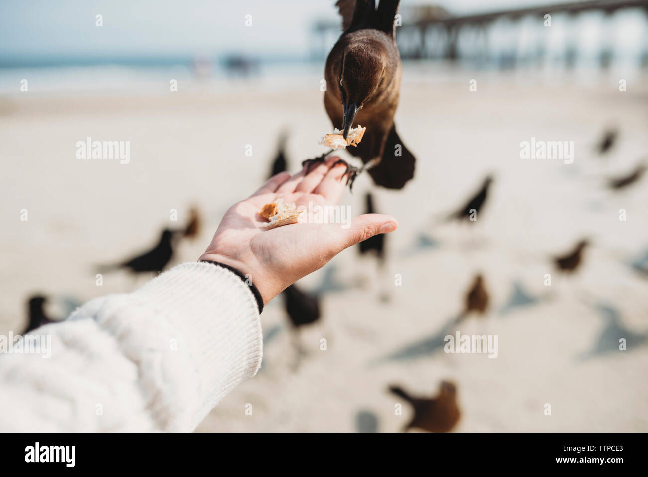 Man and birds hi-res stock photography and images - Alamy