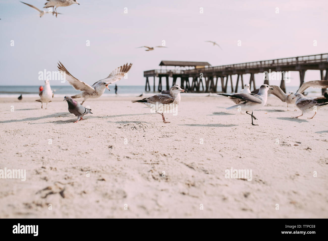 Seagulls perching at beach against sky on sunny day Stock Photo - Alamy