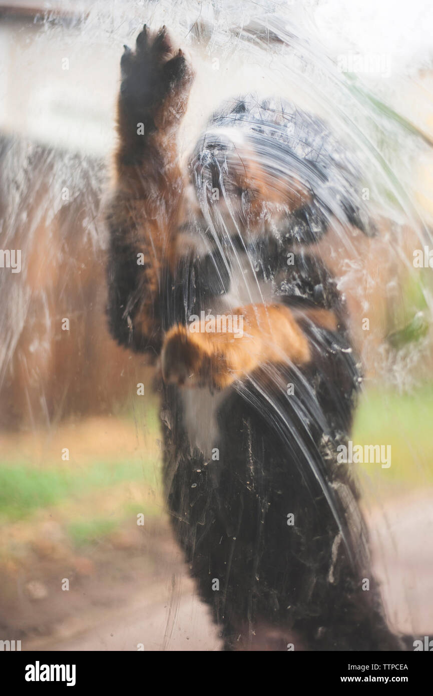 Rearing up dog seen through messy window Stock Photo - Alamy