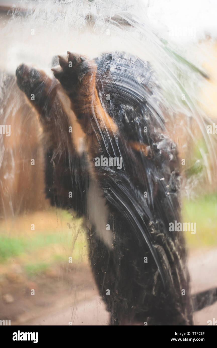 Dog rearing up on messy window Stock Photo - Alamy