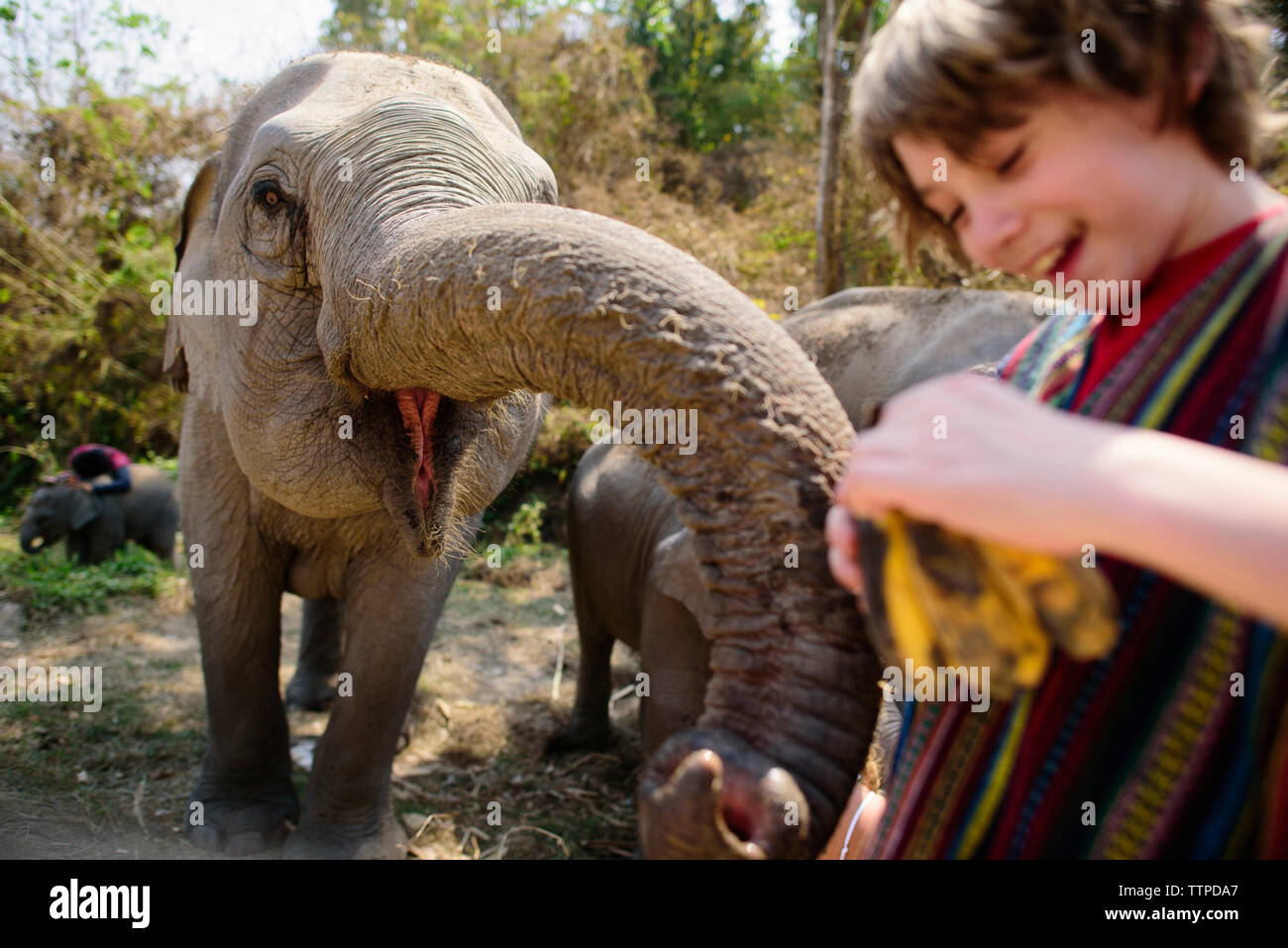 Boy feeding fruit to elephant Stock Photo - Alamy