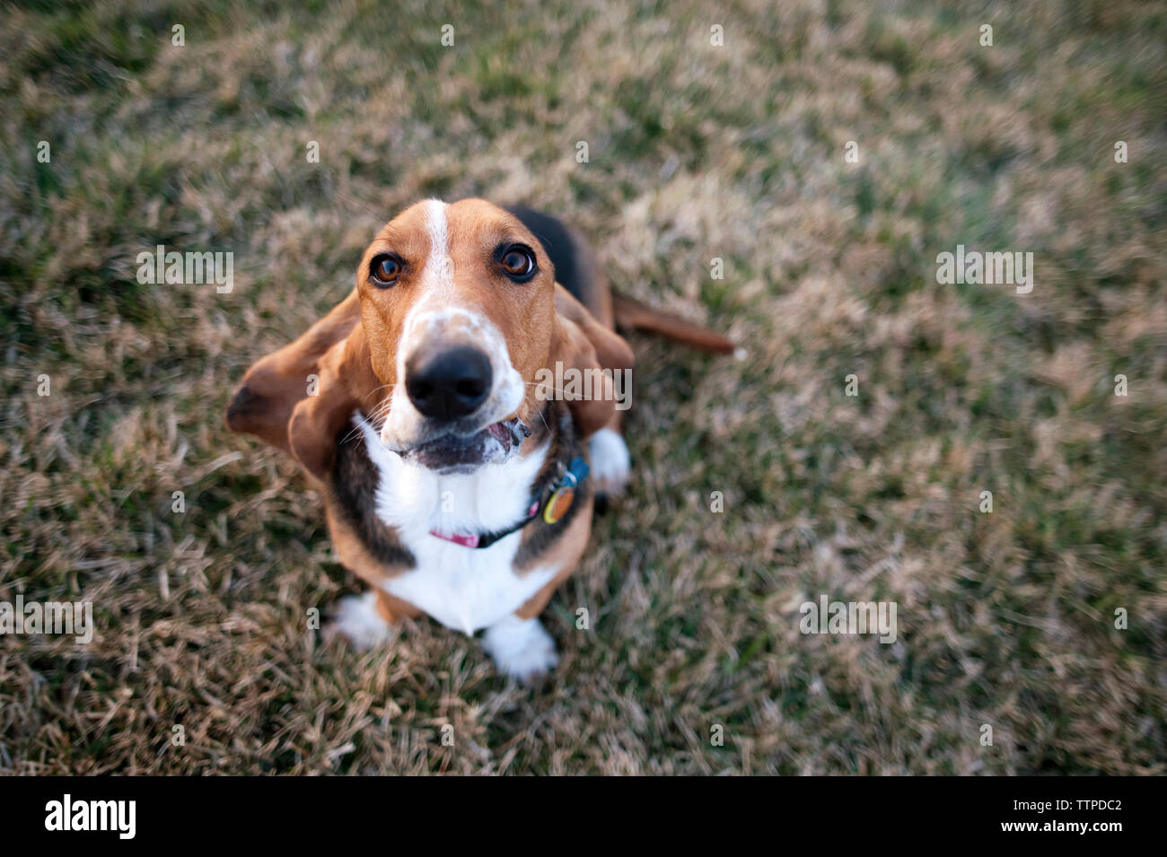 Dog overhead hi-res stock photography and images - Alamy