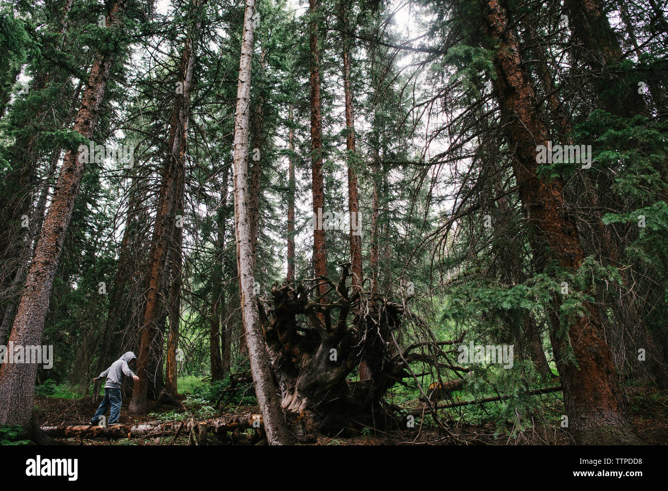 Walking tree hi-res stock photography and images - Alamy