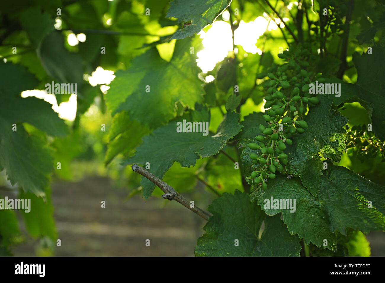 Green grape leaves in spring vineyard Stock Photo - Alamy