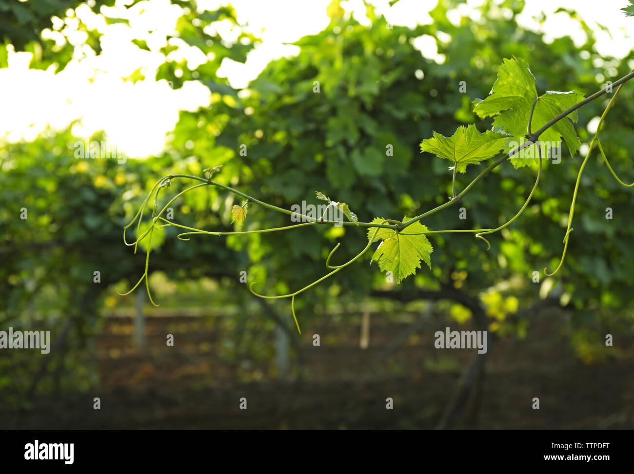 Green grape leaves in spring vineyard Stock Photo - Alamy