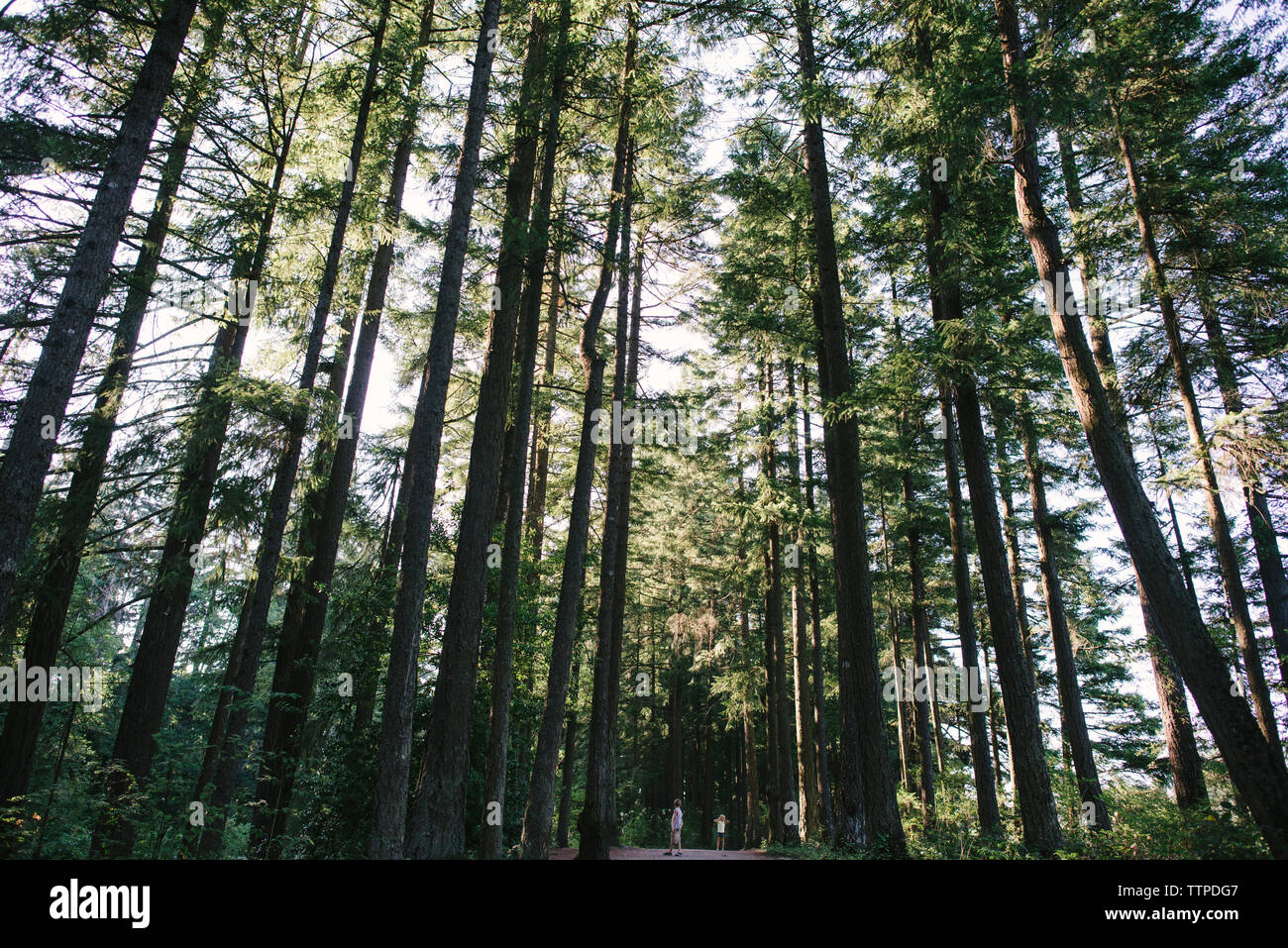 Trees in the distant hi-res stock photography and images - Alamy