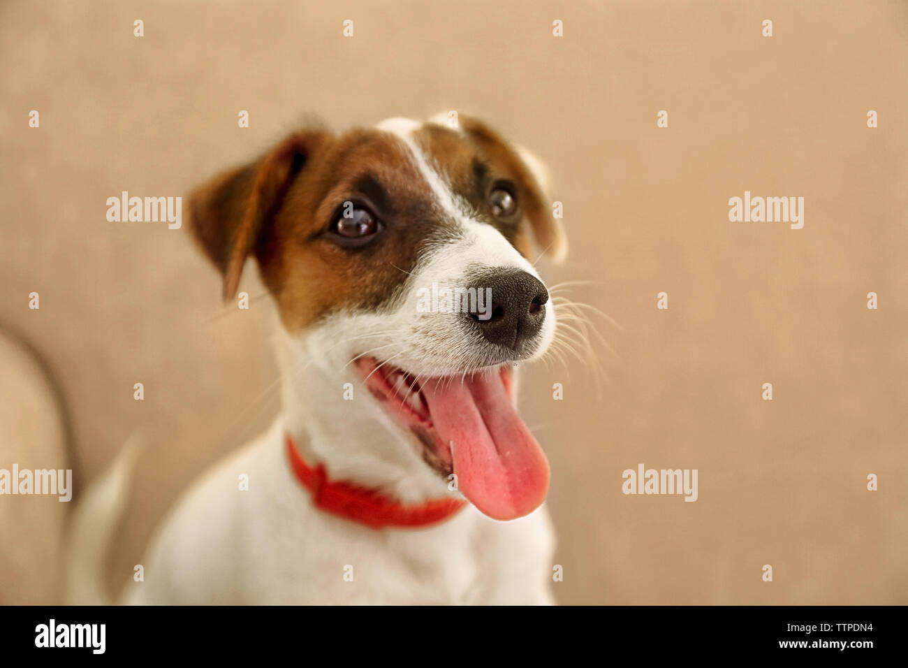 Cute small dog Jack Russell terrier on couch Stock Photo - Alamy