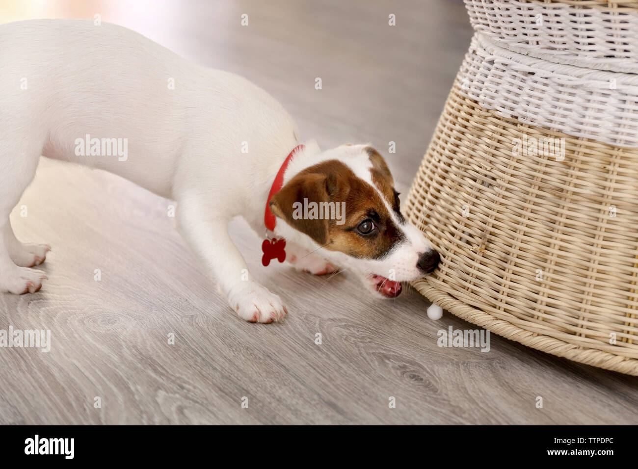 Cute small dog Jack Russell terrier playing with ball Stock Photo - Alamy