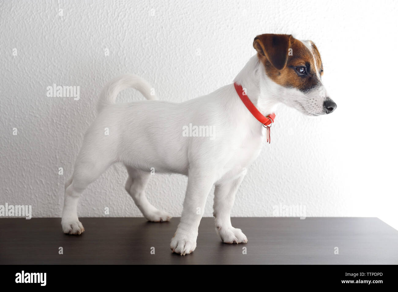 Cute small dog Jack Russell terrier on light background Stock Photo - Alamy