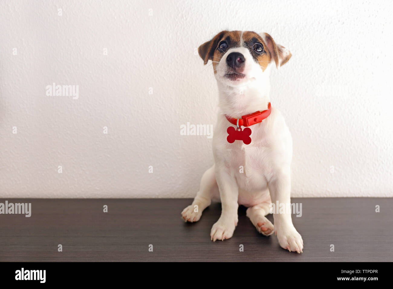 Cute small dog Jack Russell terrier on light background Stock Photo - Alamy