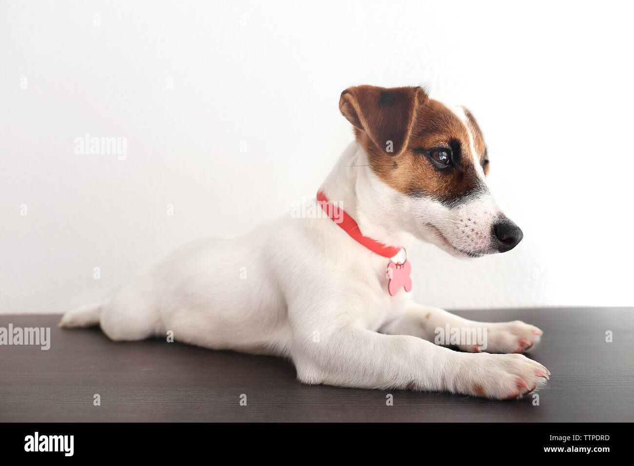 Cute small dog Jack Russell terrier on light background Stock Photo - Alamy