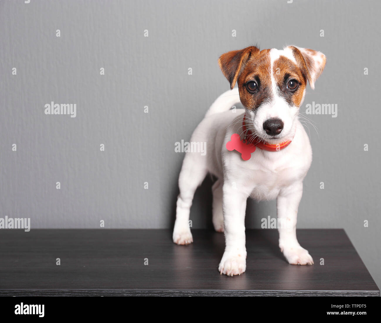 Cute small dog Jack Russell terrier on dark background Stock Photo - Alamy