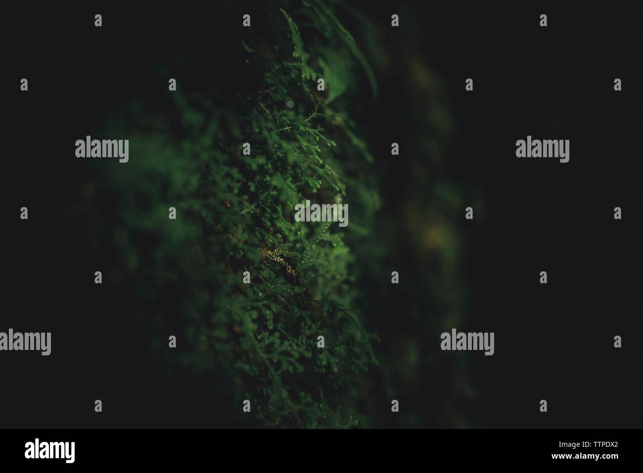 Plants that close at night hi-res stock photography and images - Alamy