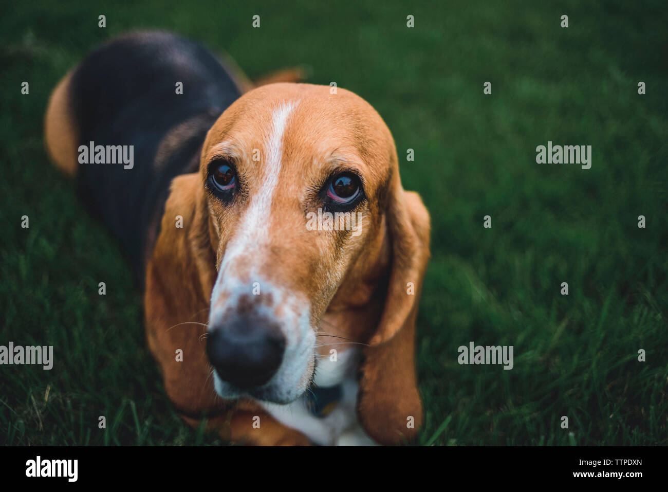 Pet standing hi-res stock photography and images - Alamy
