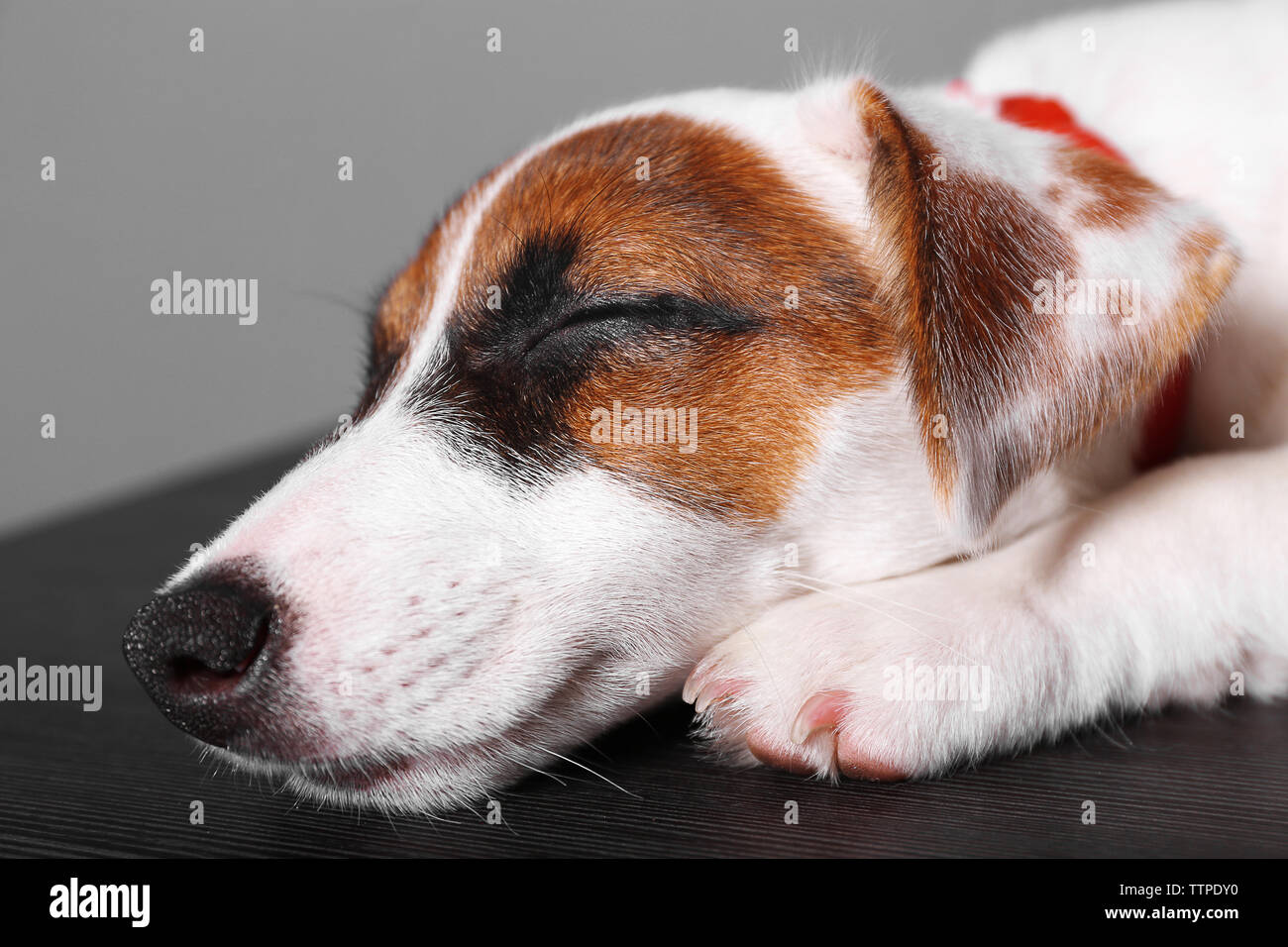 Cute small dog Jack Russell terrier on dark background Stock Photo - Alamy