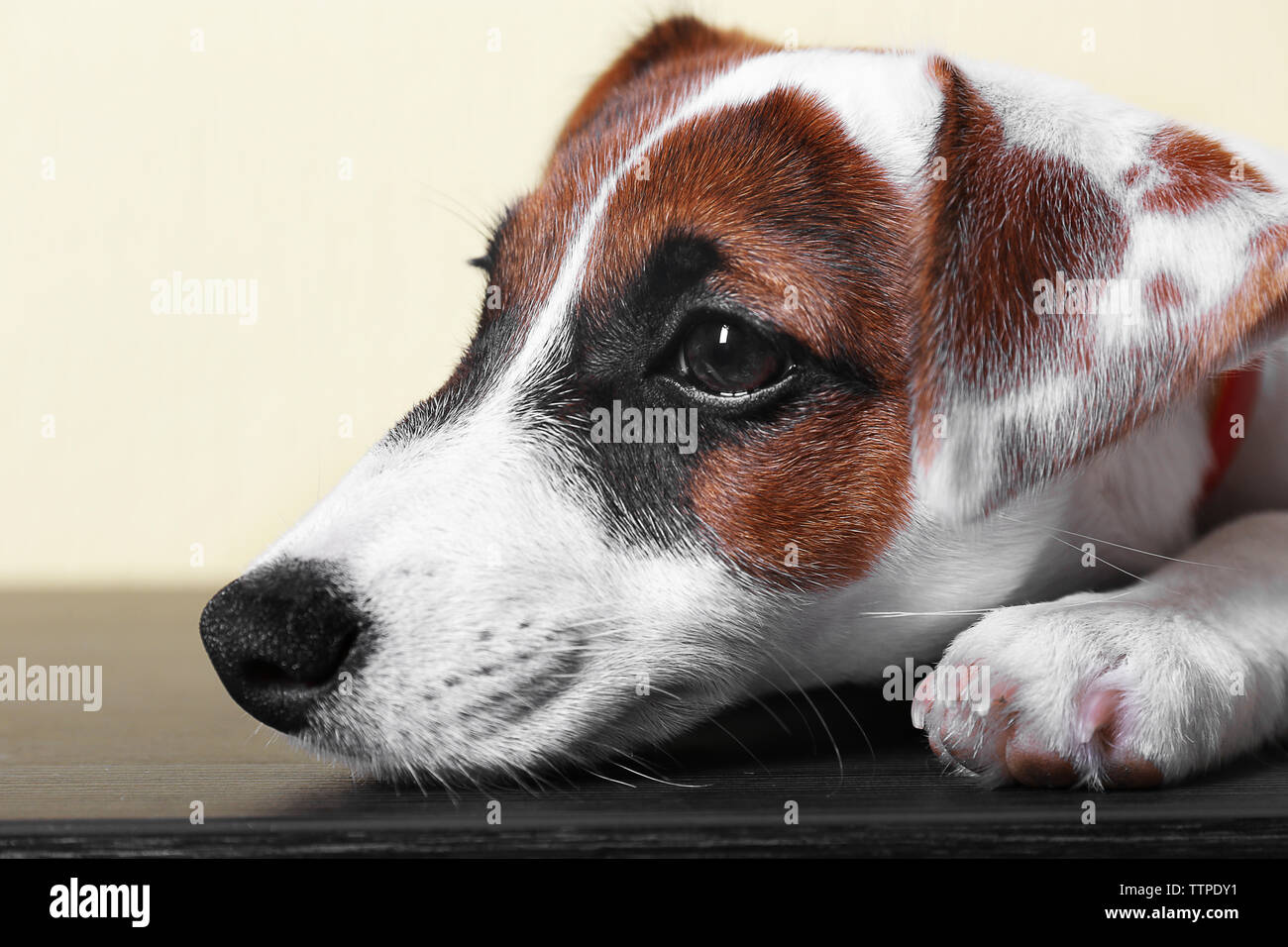 Cute small dog Jack Russell terrier on light background Stock Photo - Alamy