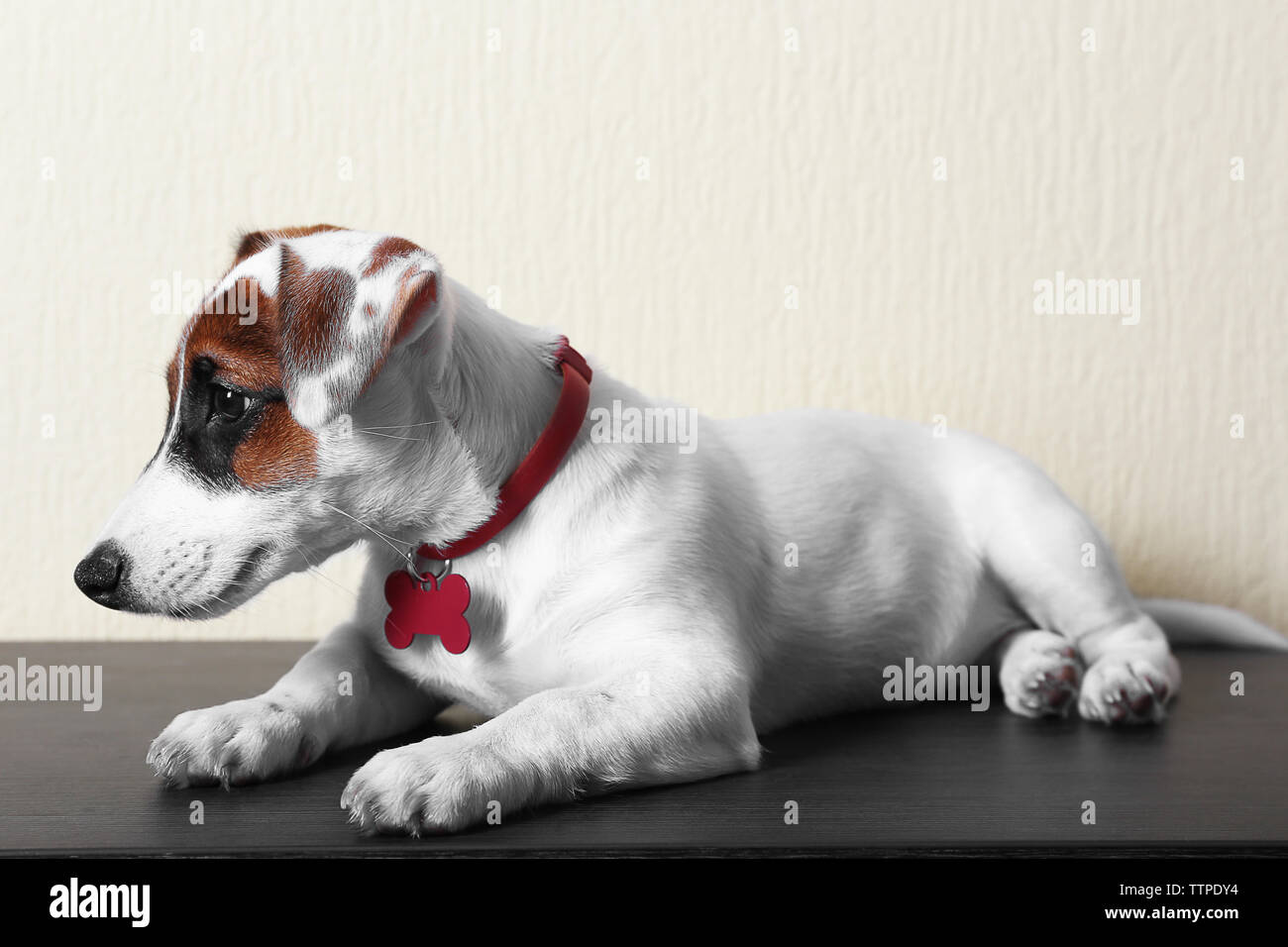 Cute small dog Jack Russell terrier on light background Stock Photo - Alamy