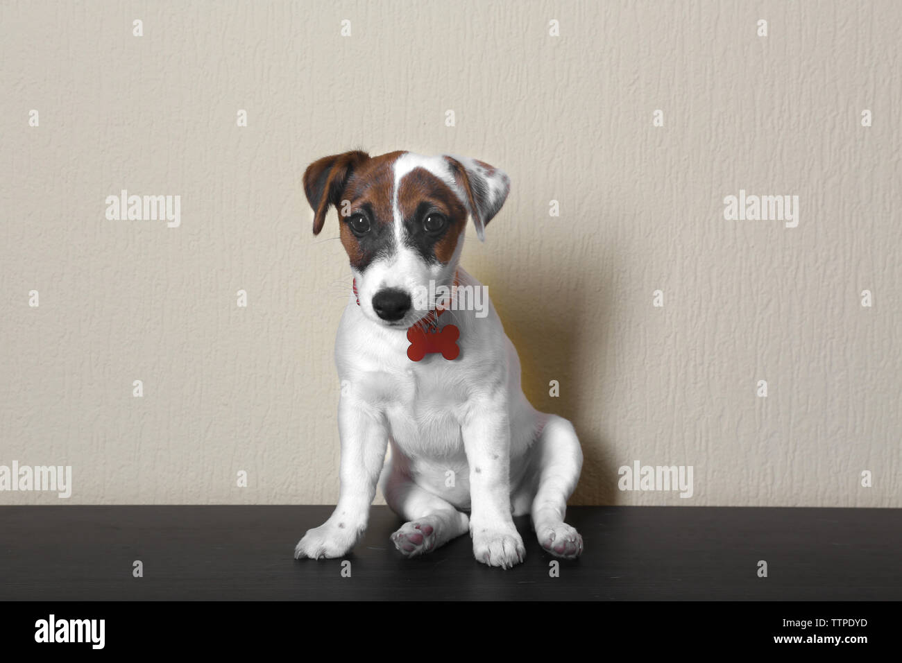 Cute small dog Jack Russell terrier on light background Stock Photo - Alamy