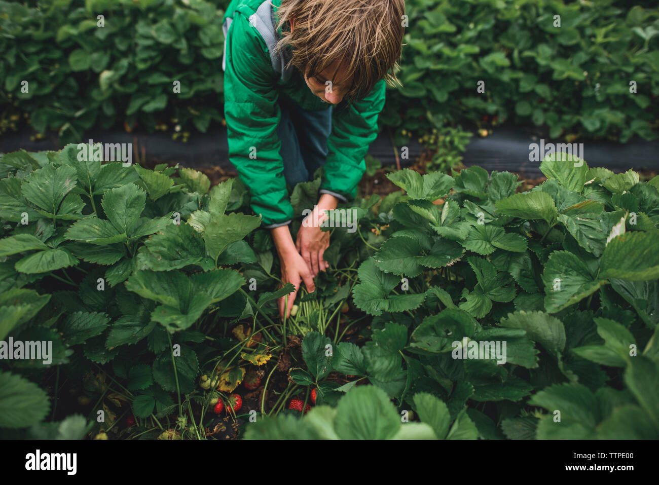 Picking field hi-res stock photography and images - Alamy