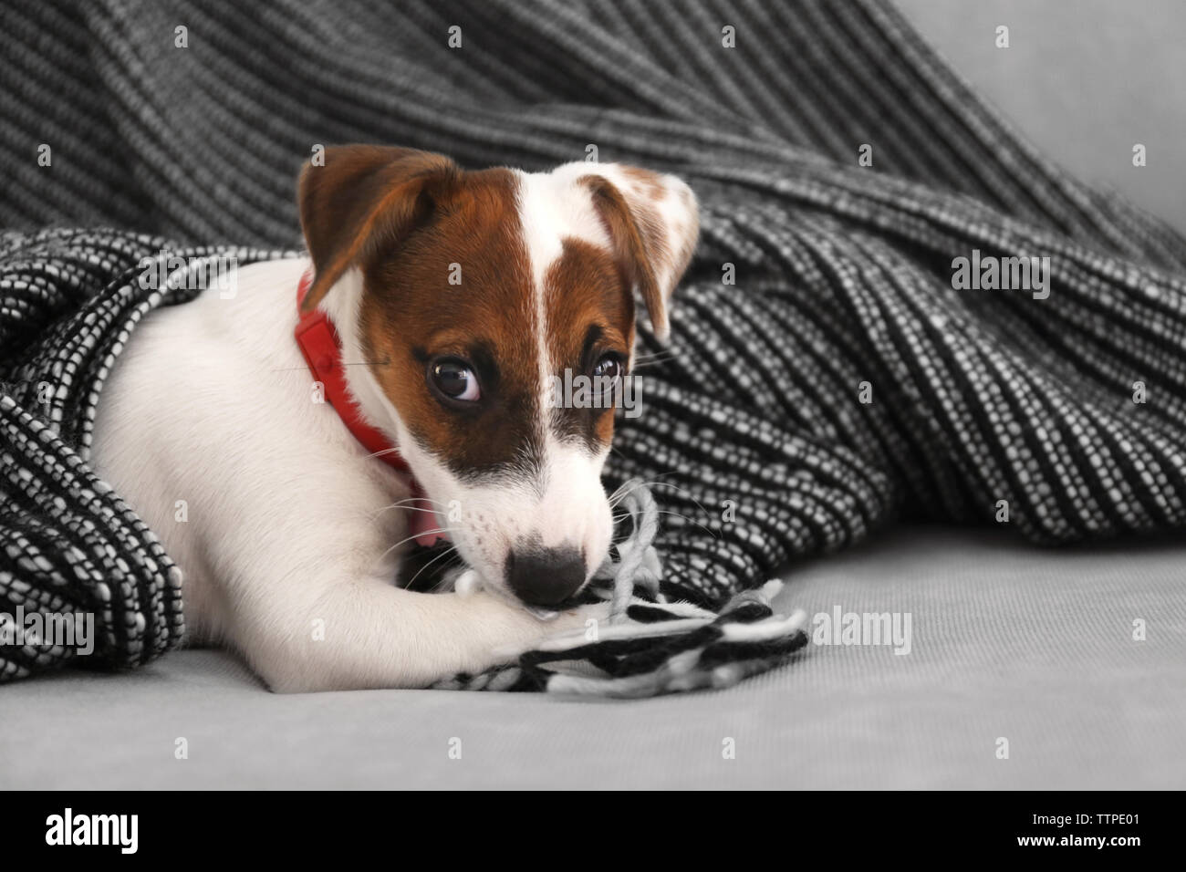 Cute small dog Jack Russell terrier on couch Stock Photo - Alamy