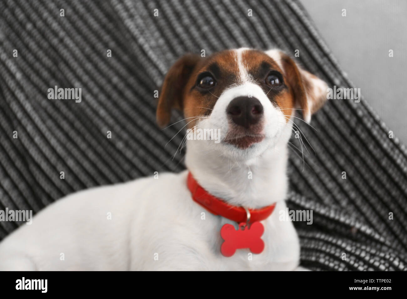 Cute small dog Jack Russell terrier on couch Stock Photo - Alamy