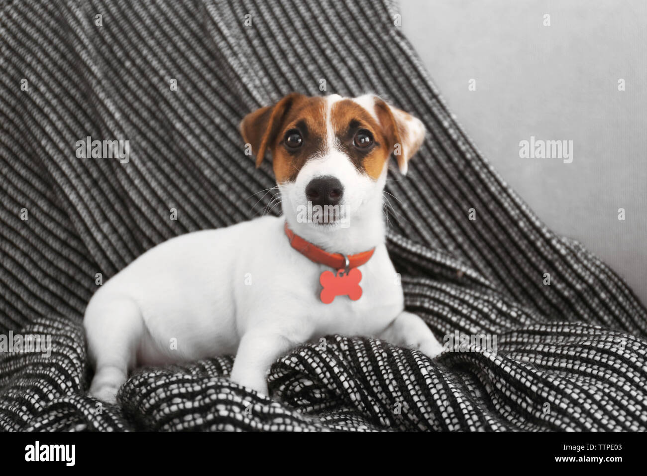 Cute small dog Jack Russell terrier on couch Stock Photo - Alamy