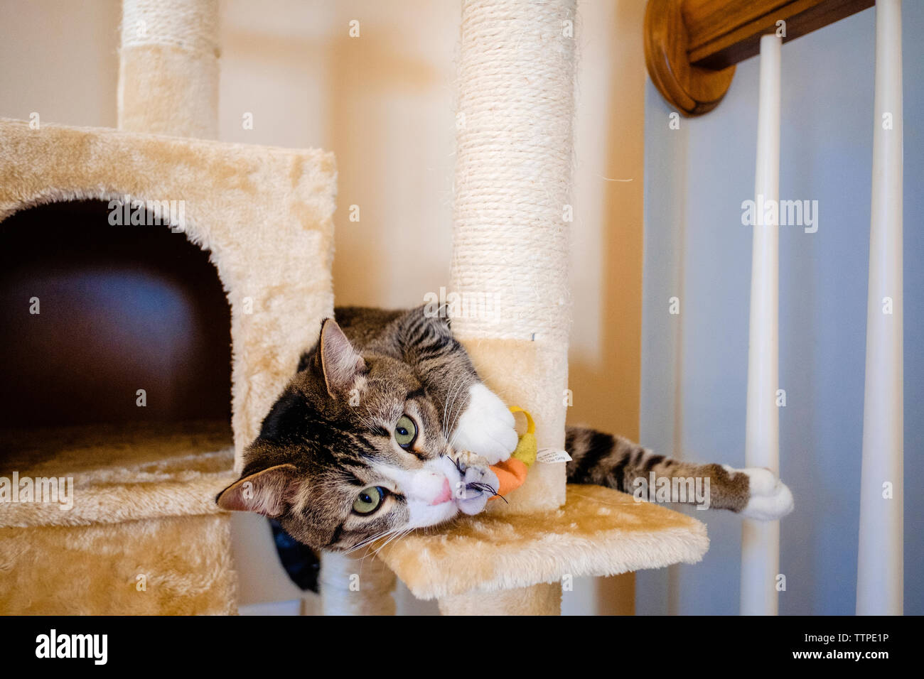 Pole cat hi-res stock photography and images - Alamy