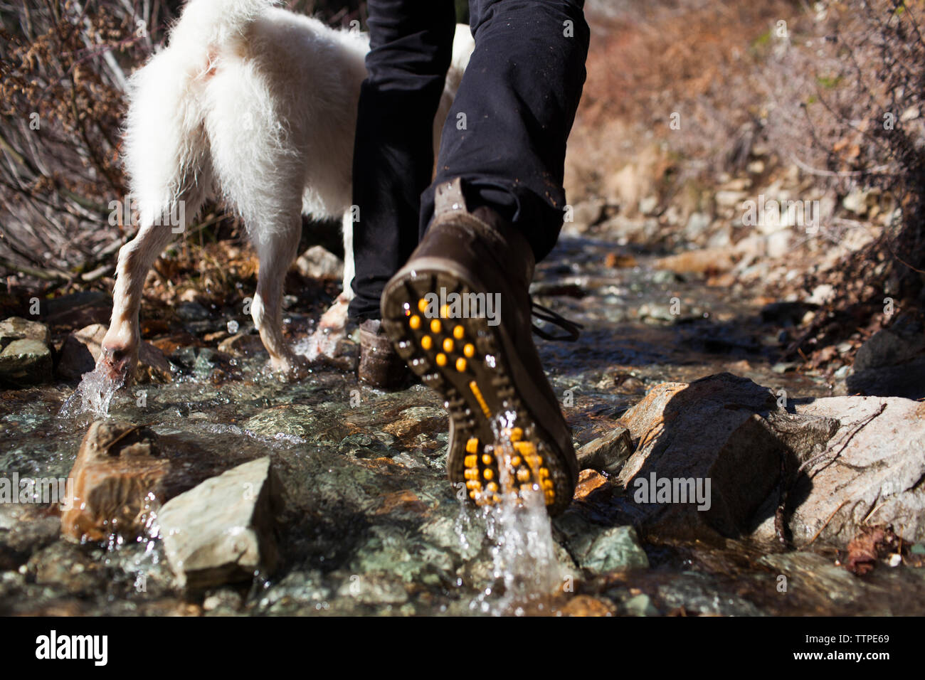 Dog walking hi-res stock photography and images - Alamy