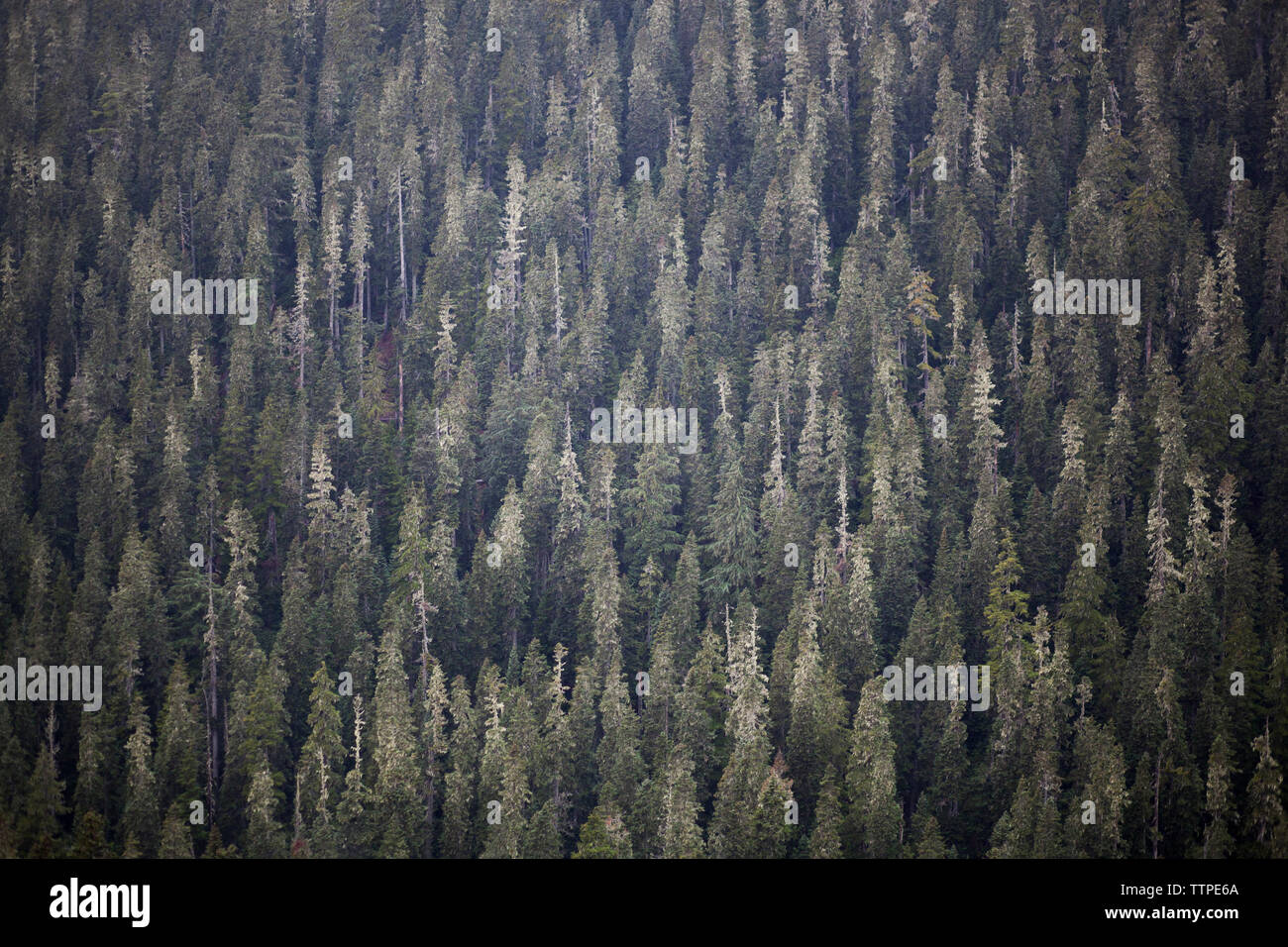 Aerial view of trees at Stevens Pass Stock Photo - Alamy