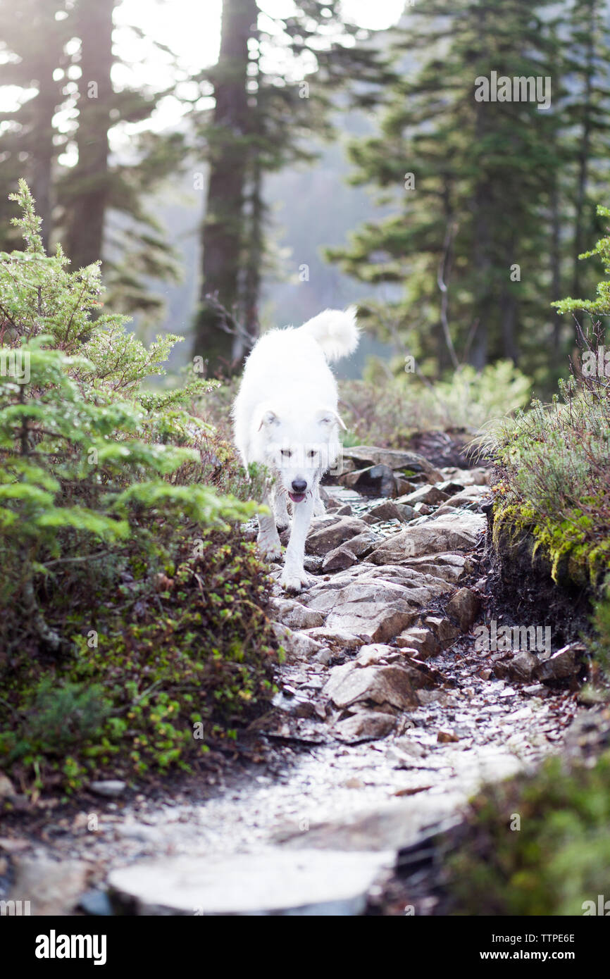 Dog by trees hi-res stock photography and images - Alamy