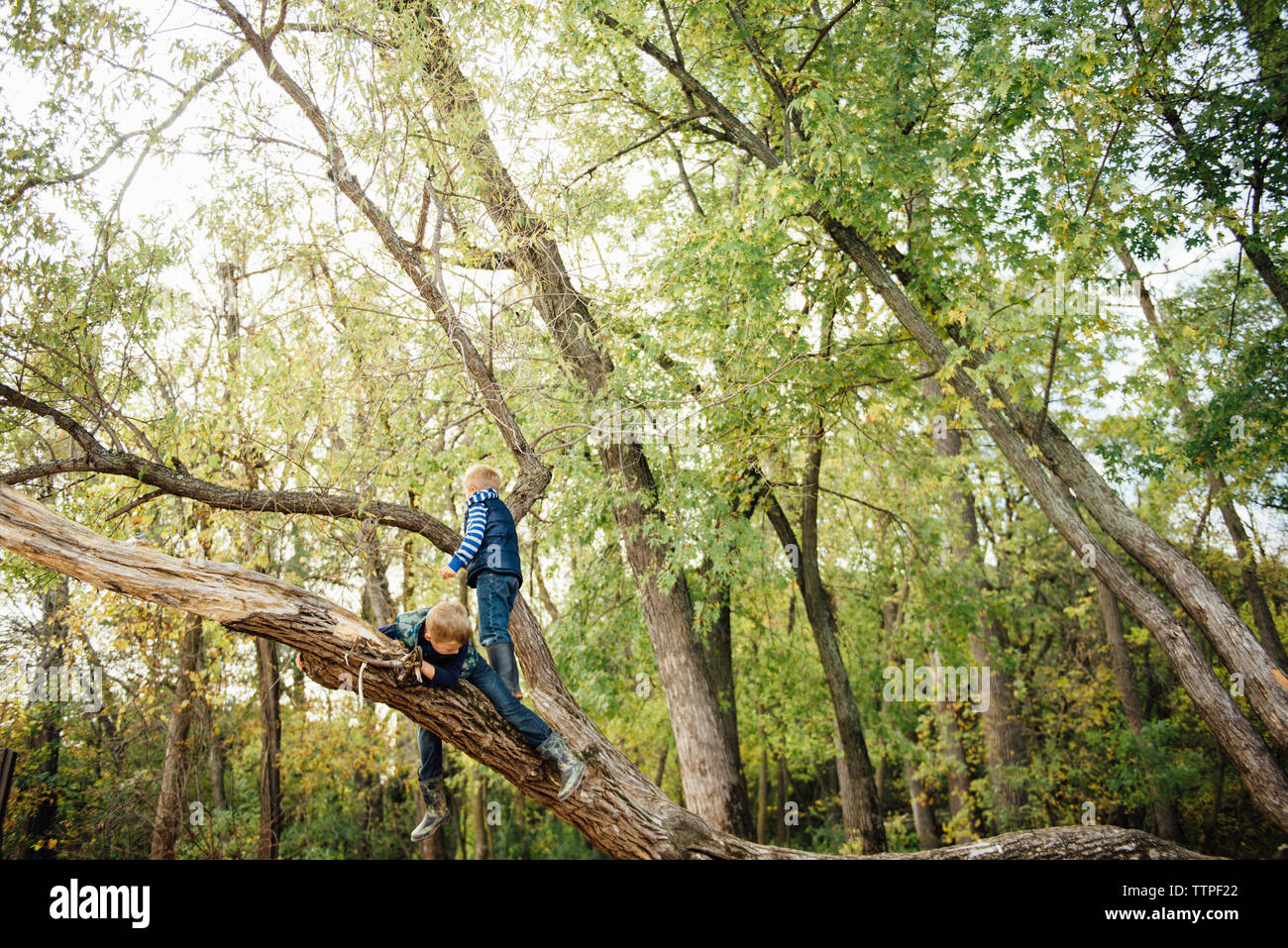 Two boys climbing tree hi-res stock photography and images - Alamy