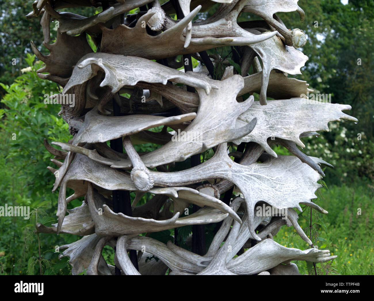 Deer antler pile hi-res stock photography and images - Alamy