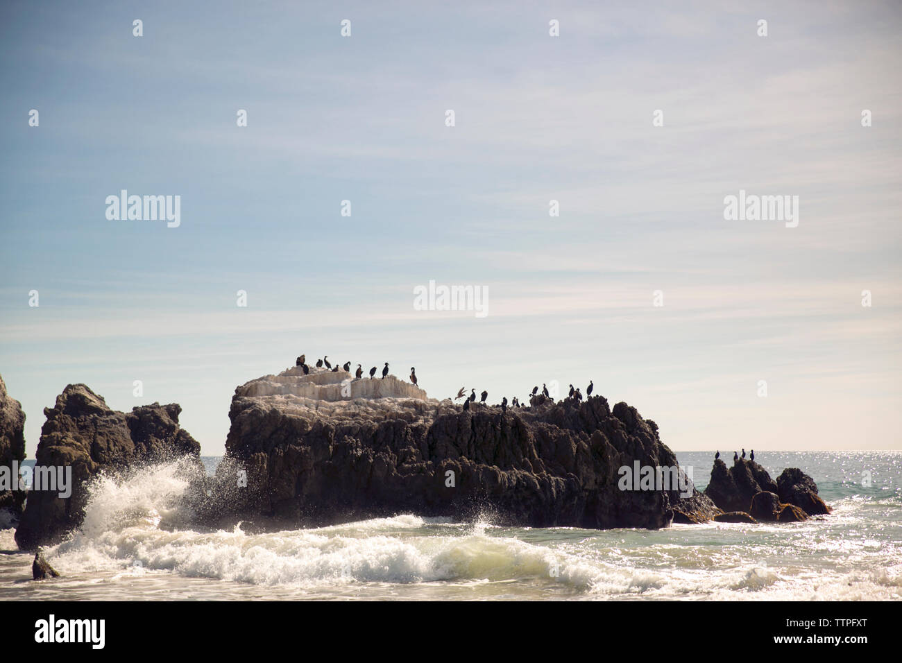 Large sea birds hi-res stock photography and images - Alamy