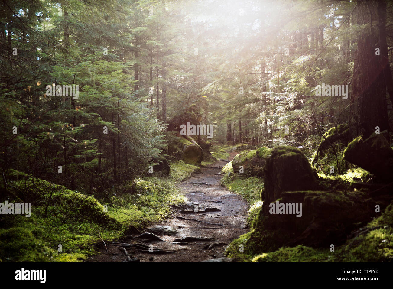 Pathway trees hi-res stock photography and images - Alamy