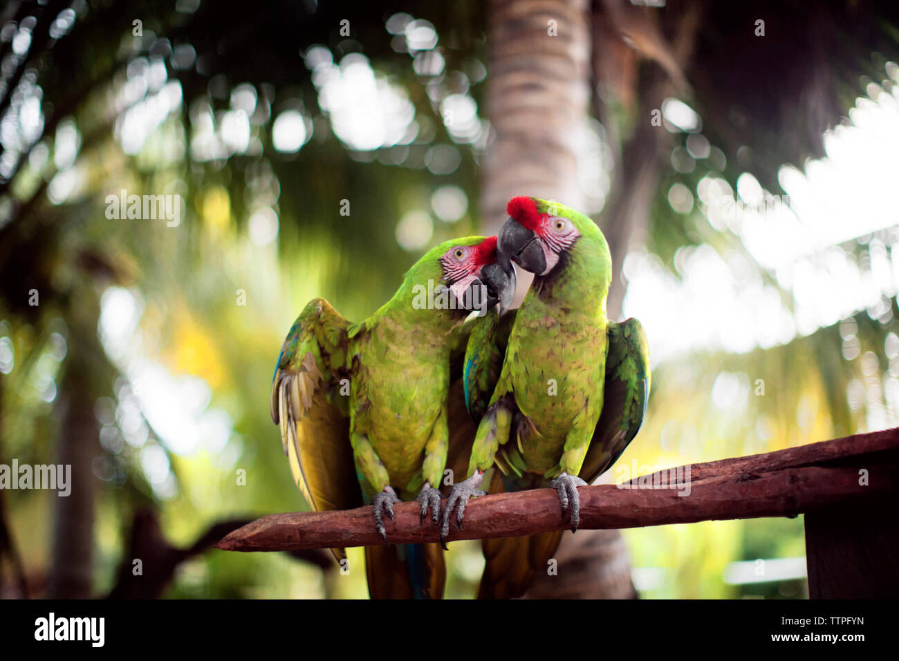 Macaws in the wild hi-res stock photography and images - Alamy