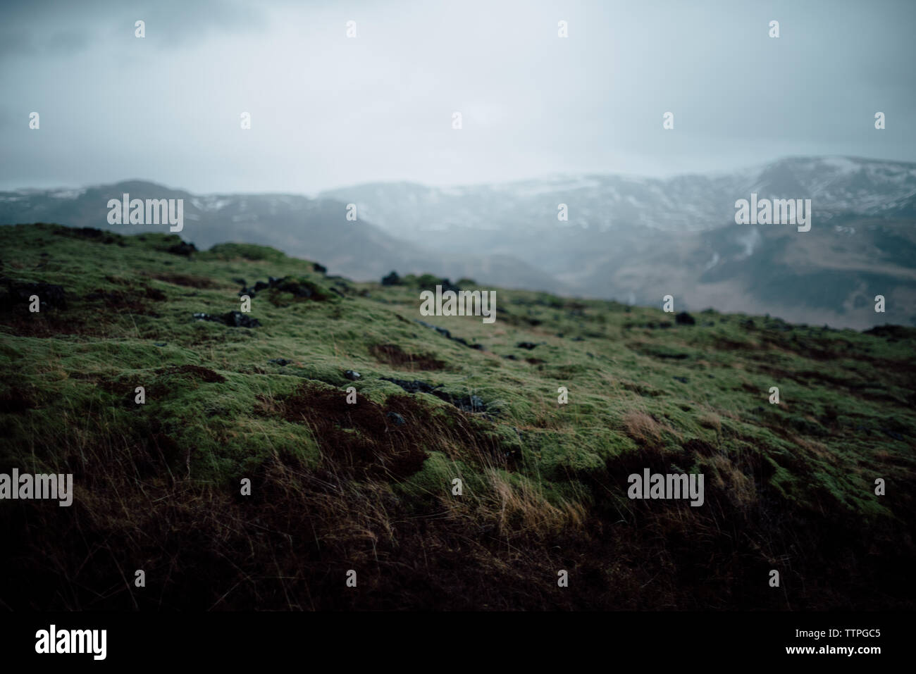 Into the dark wilderness hi-res stock photography and images - Alamy