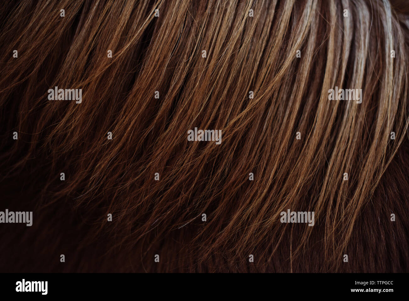 Ginger pony hi-res stock photography and images - Alamy
