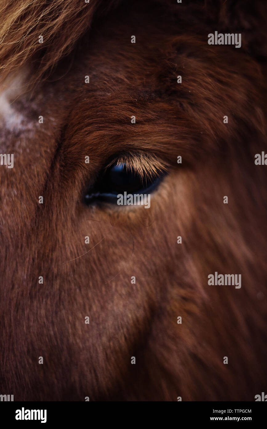Chestnut eye hi-res stock photography and images - Alamy
