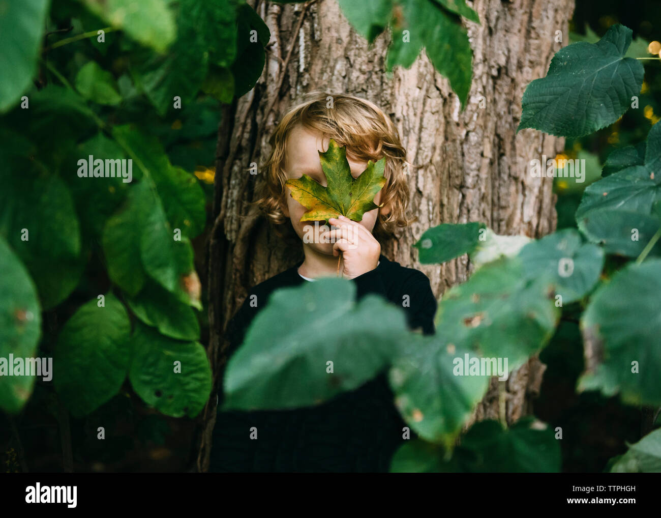 Boy hiding face with leaf while standing against tree Stock Photo - Alamy