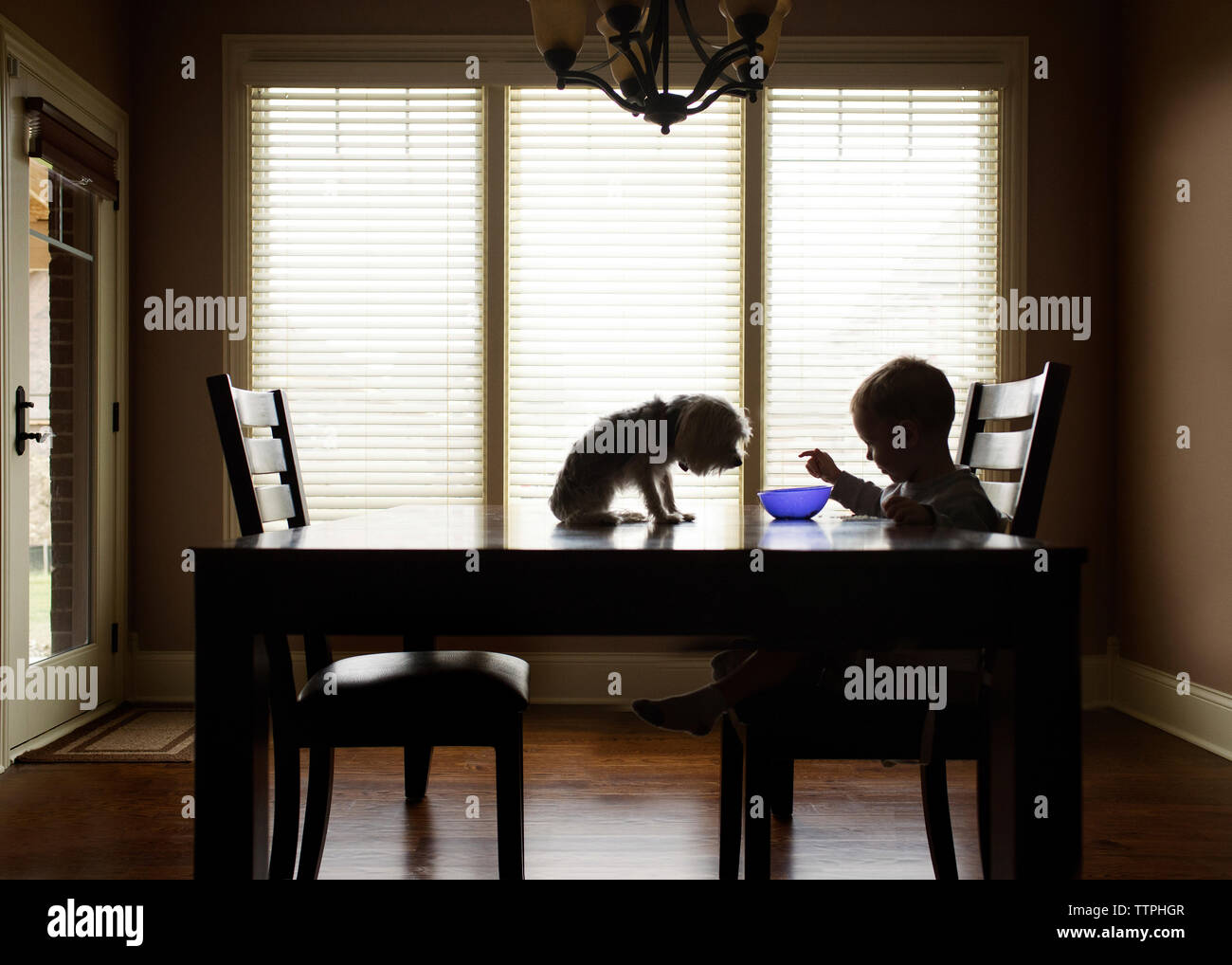 Dog sitting at table hi-res stock photography and images - Alamy