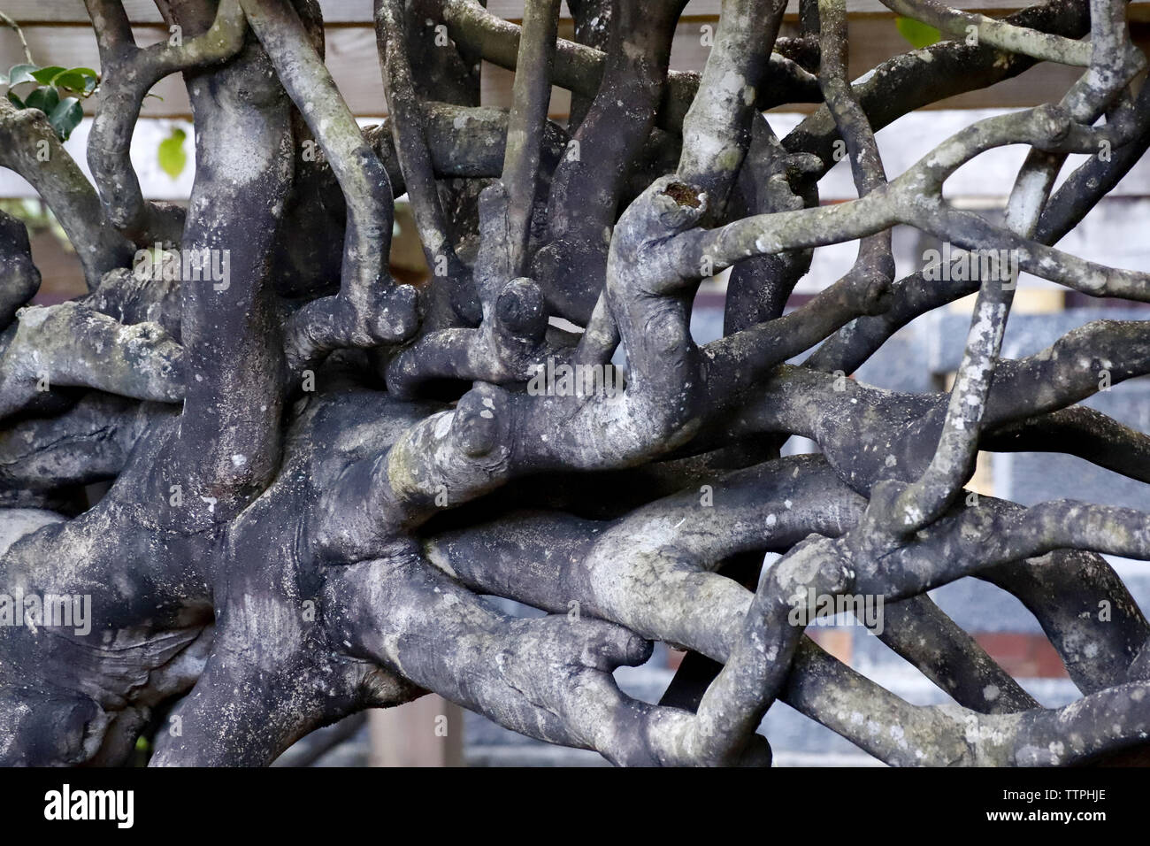 Tree small twisted branches hi-res stock photography and images - Alamy