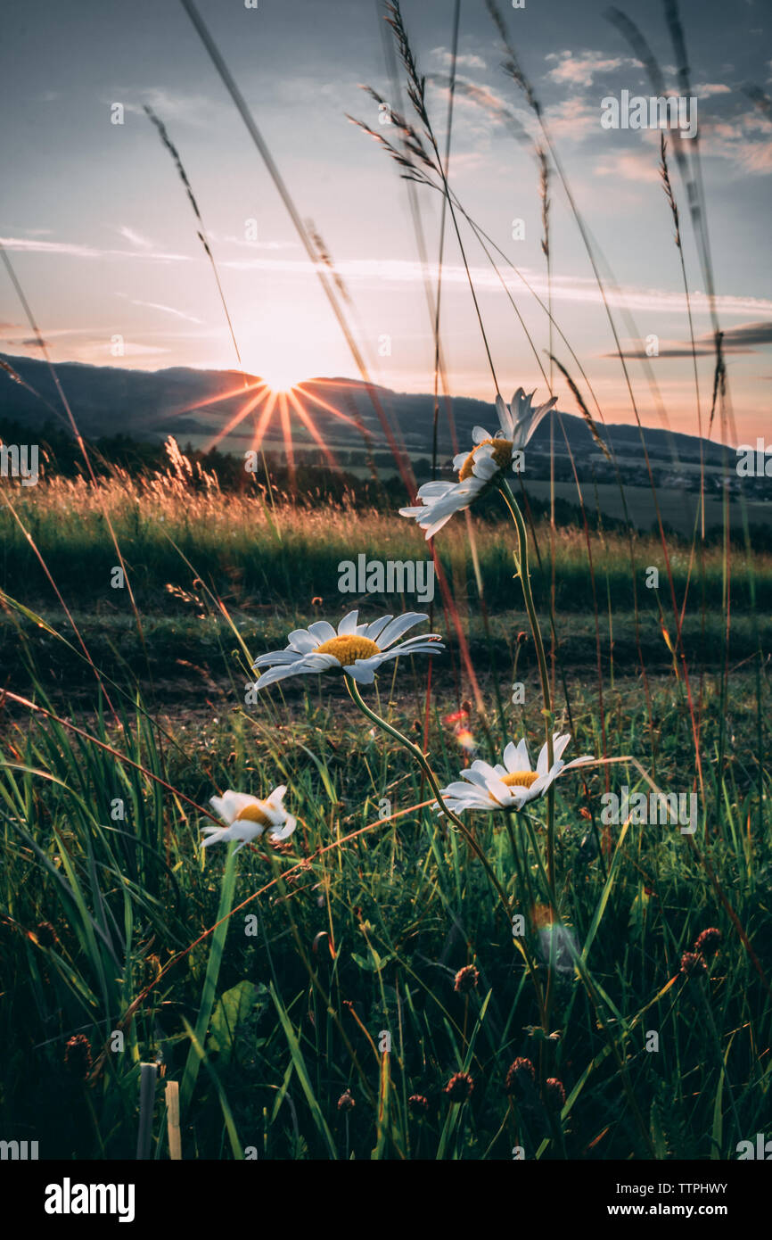 Sunset star effect hi-res stock photography and images - Alamy