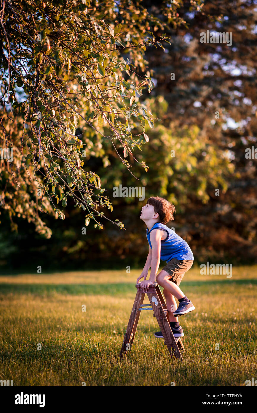 Boy climbing fruit tree High Resolution Stock Photography and Images ...