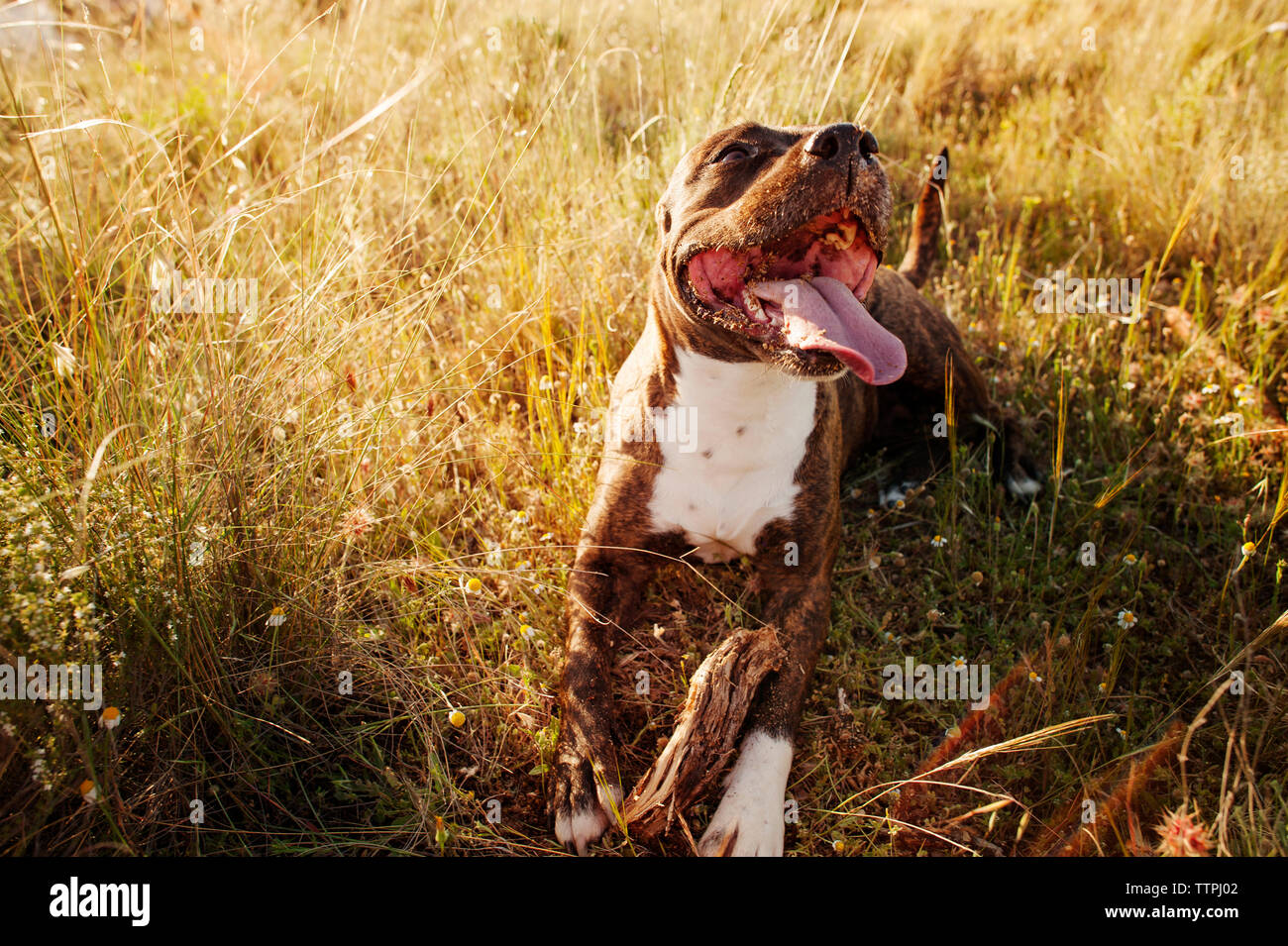 Pit bull nature hi-res stock photography and images - Alamy