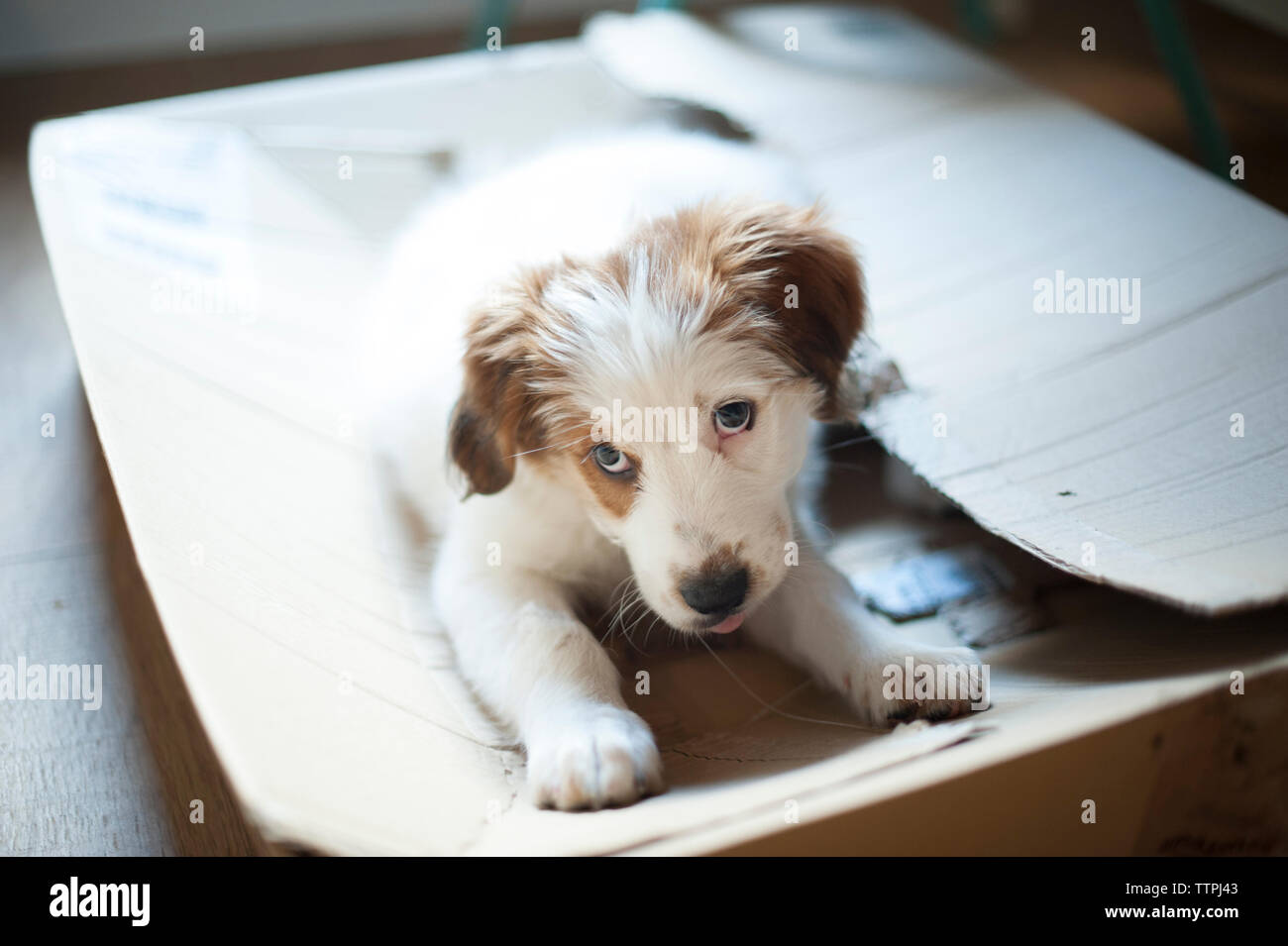 Dog cardboard box hi-res stock photography and images - Alamy
