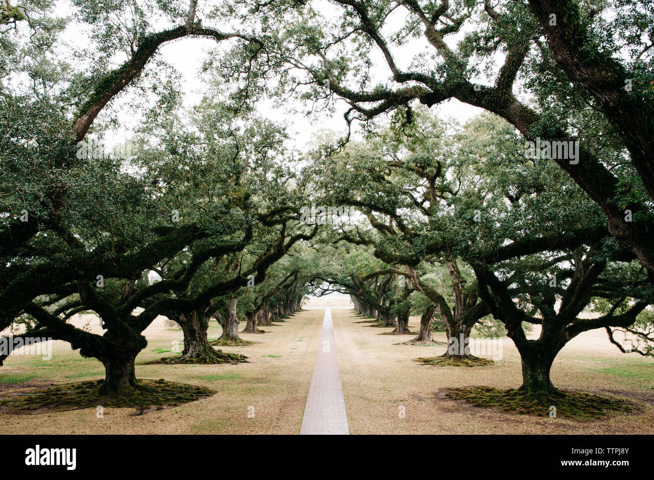 Treelined with pathway hi-res stock photography and images - Alamy